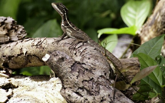 Costa Rica Wildlife, Parrots, Red Parrots, Green, Howler Monkeys, Whie ...