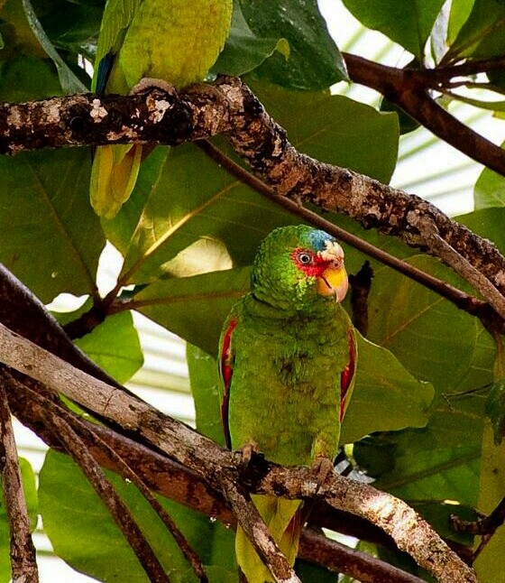 Costa Rica Wildlife, Parrots, Red Parrots, Green, Howler Monkeys, Whie ...
